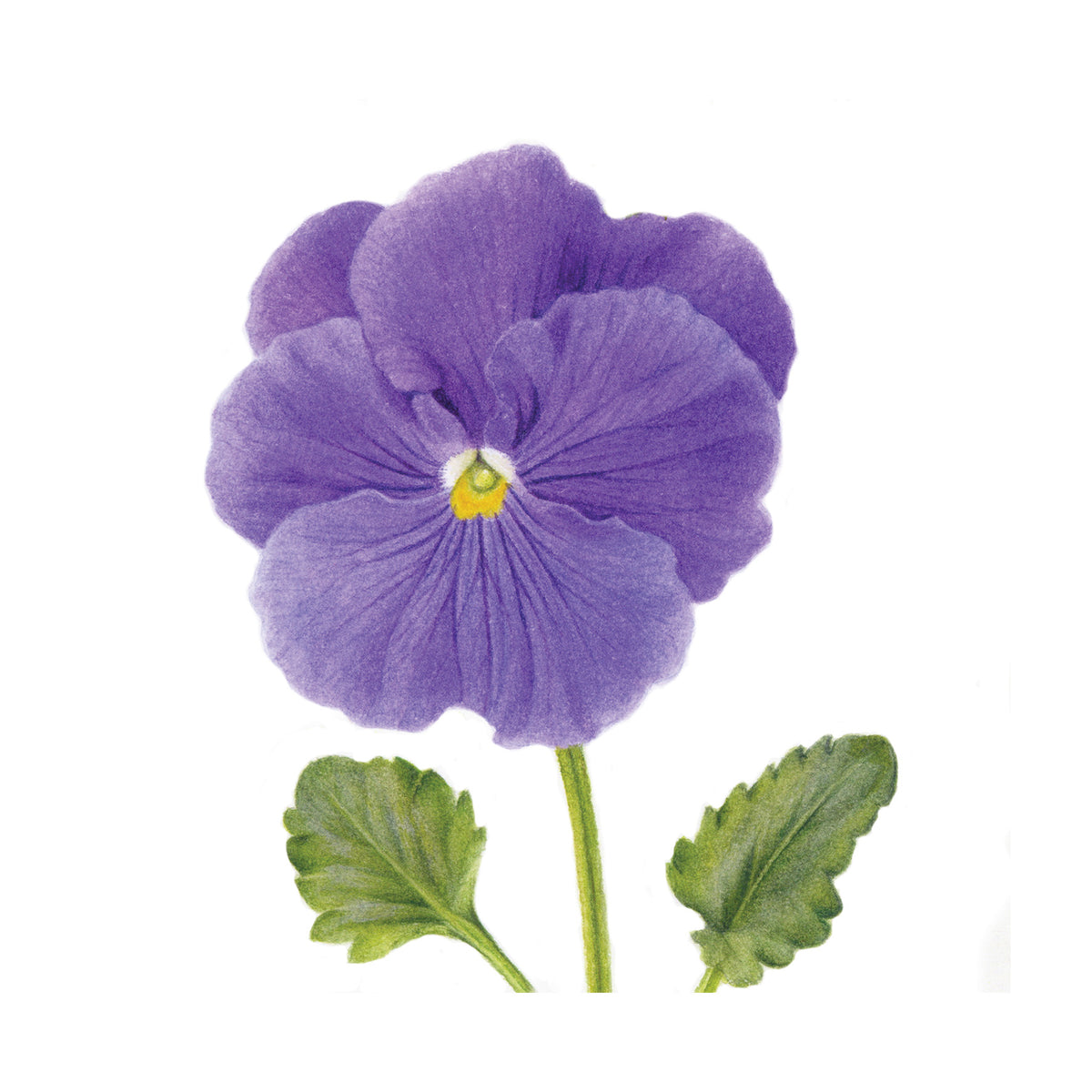 Blue Pansy - botanical art print – Botanical Art Giftware