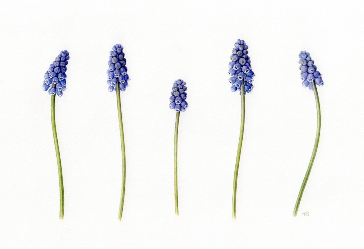 Muscari limited edition fine art print – Botanical Art Giftware