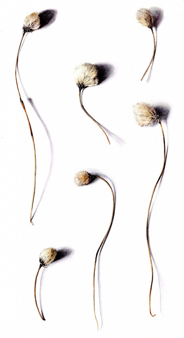 Bog Cotton - limited edition fine art print – Botanical Art Giftware